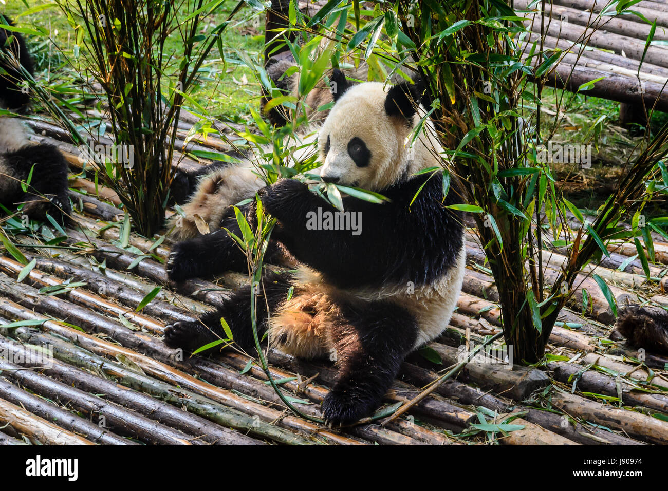 Pandas enjoying their bamboo breakfast in Chengdu Research Base, China ...