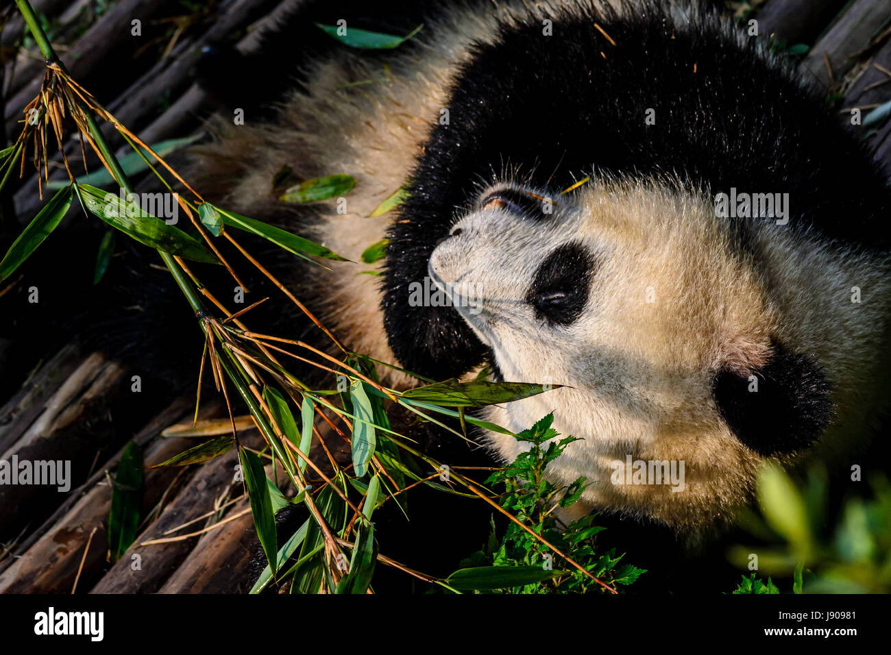 Pandas enjoying their bamboo breakfast in Chengdu Research Base, China ...