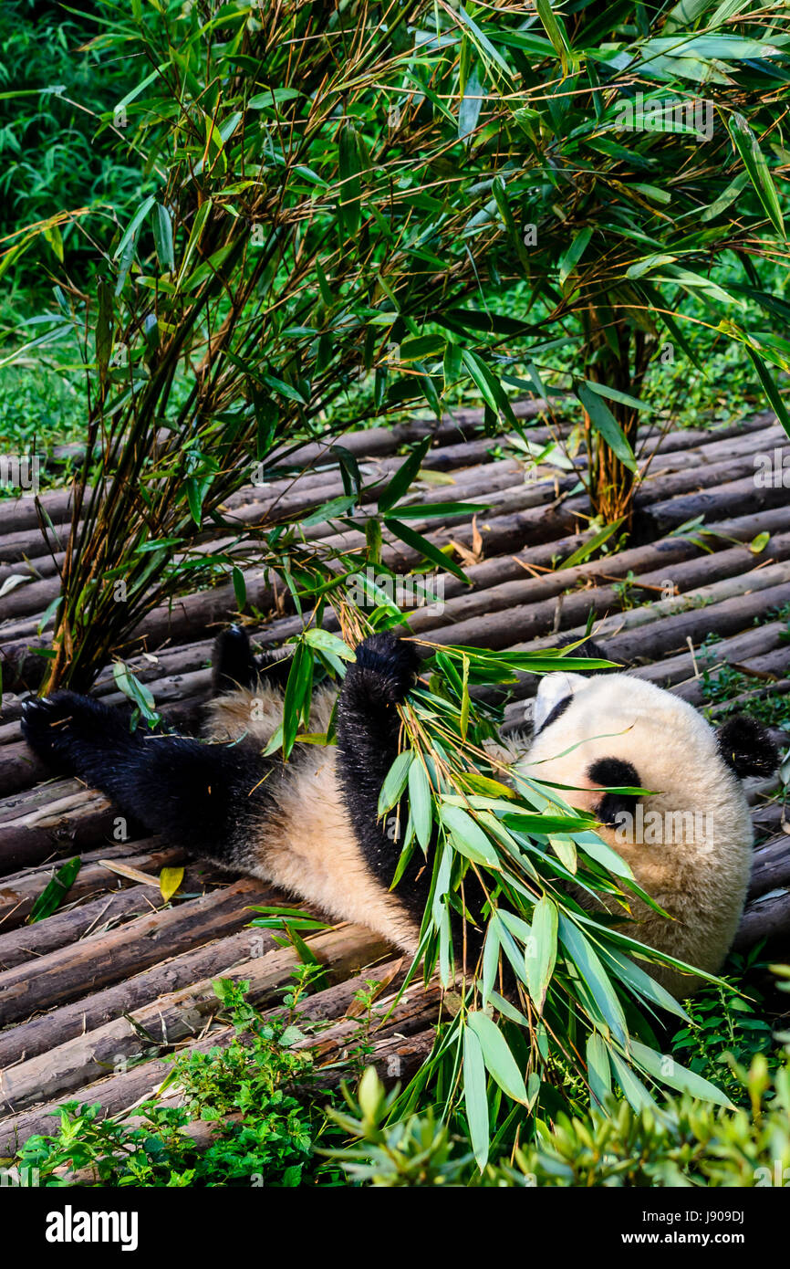 Pandas enjoying their bamboo breakfast in Chengdu Research Base, China ...