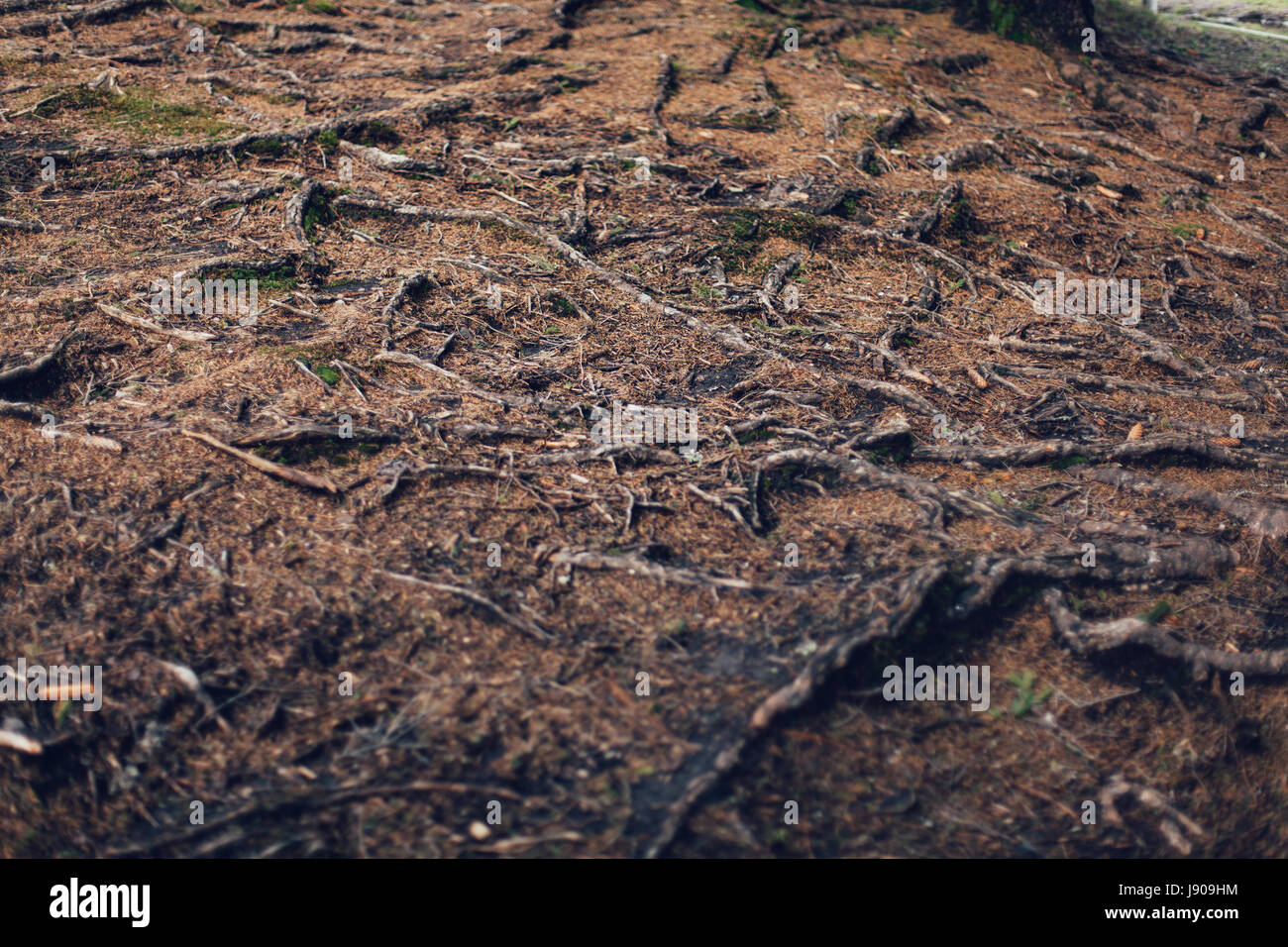 Roots of old tree without ground - organic background Naturel texture ...