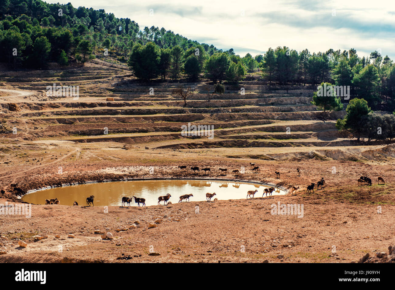 Animals walking around a waterhole. Safari park. Alicante, Spain Stock ...