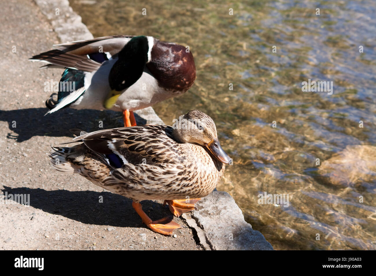 mallard ducks in spring Stock Photo - Alamy