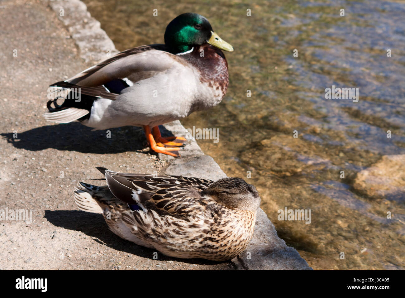 mallard ducks in spring Stock Photo - Alamy