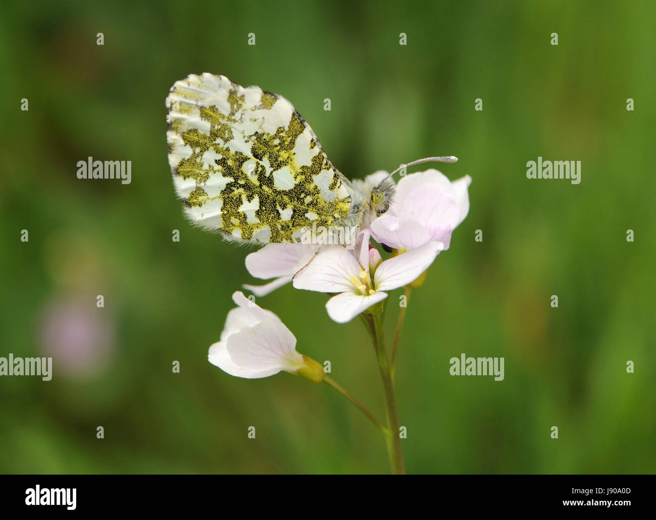 Female orange tip butterfly hi-res stock photography and images - Alamy