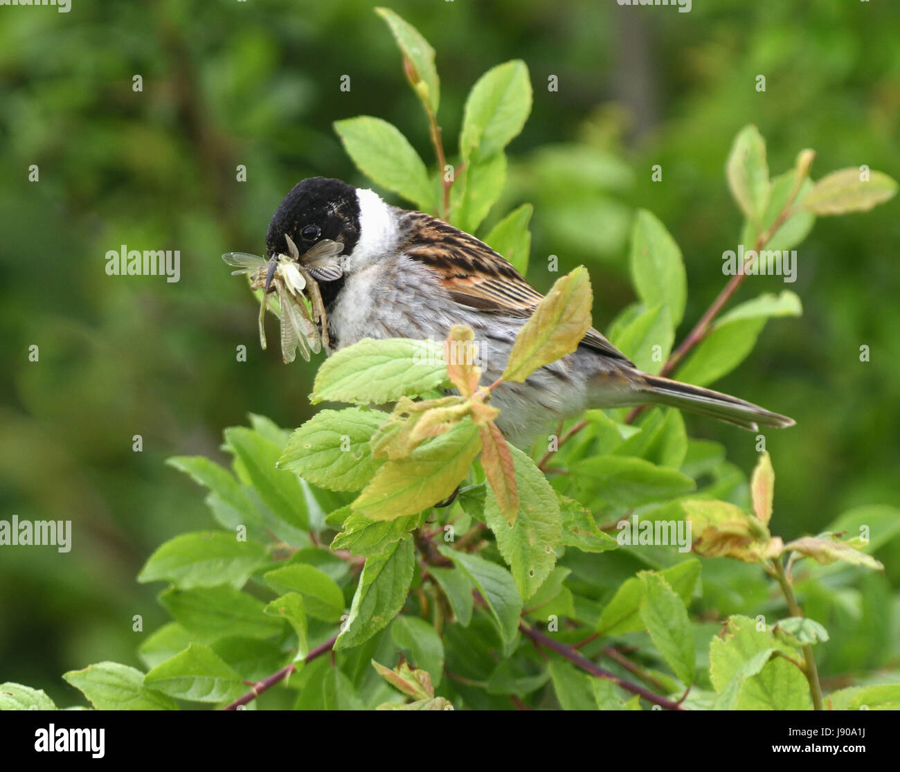 A male reed bunting (Emberiza schoeniclus) with a beak full of insects ...