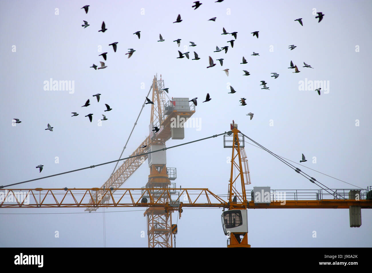 a flock or swarm of pigeons or doves flying above two building cranes ...