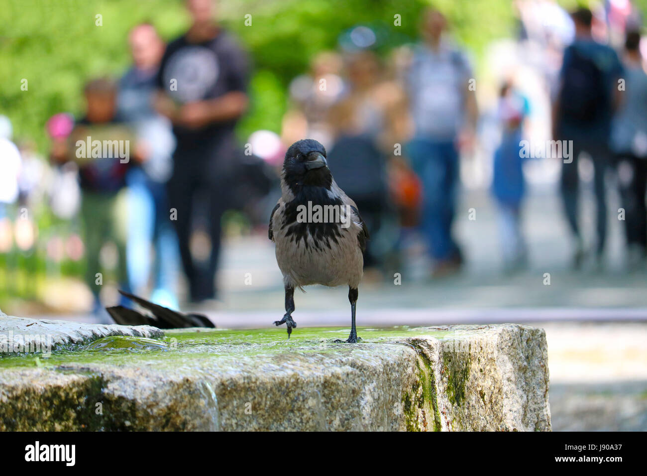 crow walking in a fountain in front of blurry people in the sun in an ...