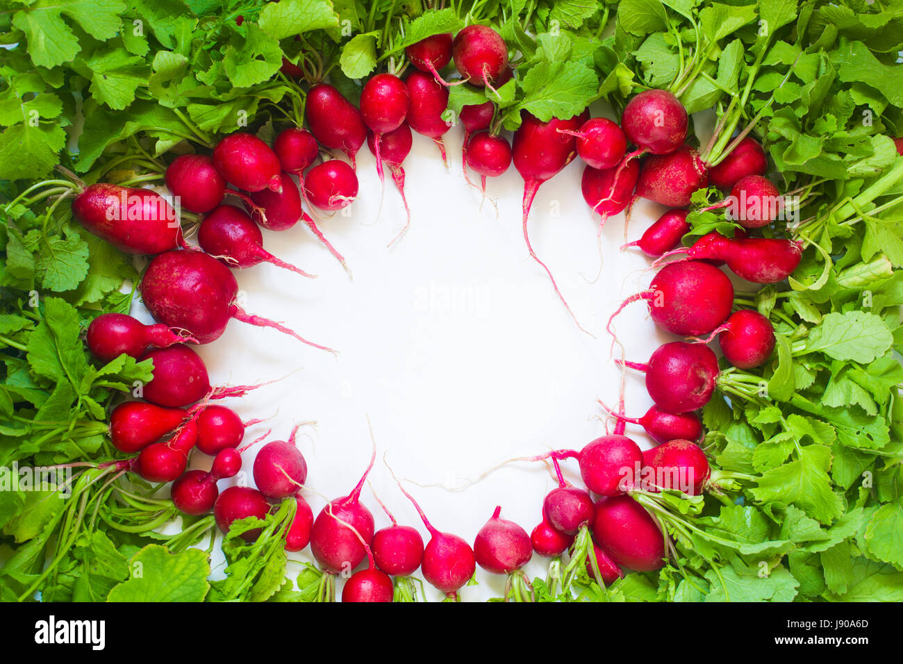 Plenty of red radish on white background with copy space in the center ...