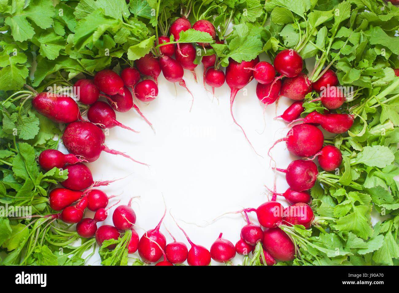 Plenty of red radish on white background with copy space in the center ...