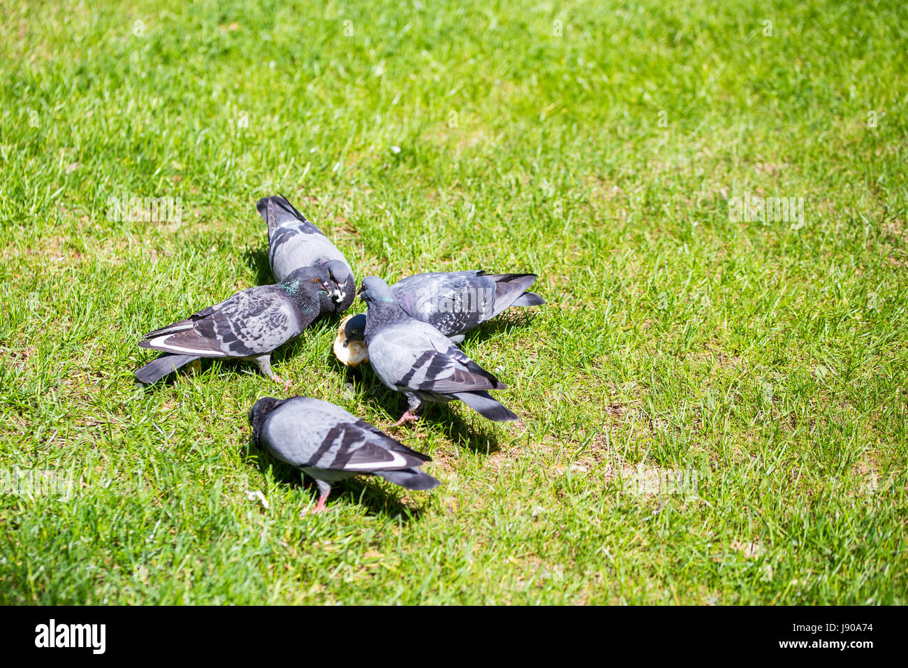 Group pigeon eating food on hi-res stock photography and images - Alamy