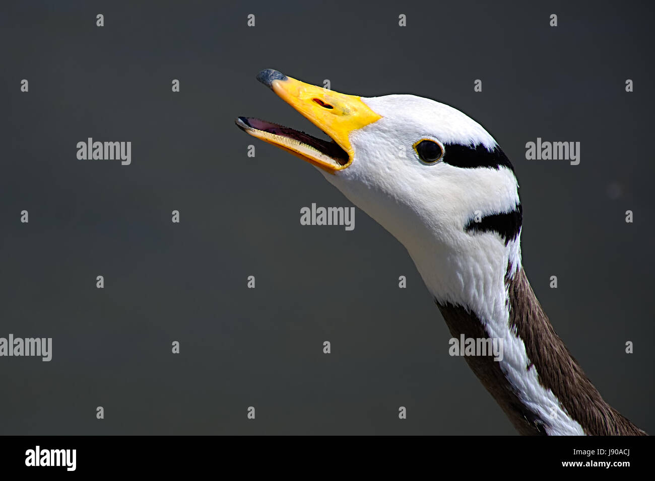 Bar-headed goose with open beak. Profile portrait with copy space Stock ...