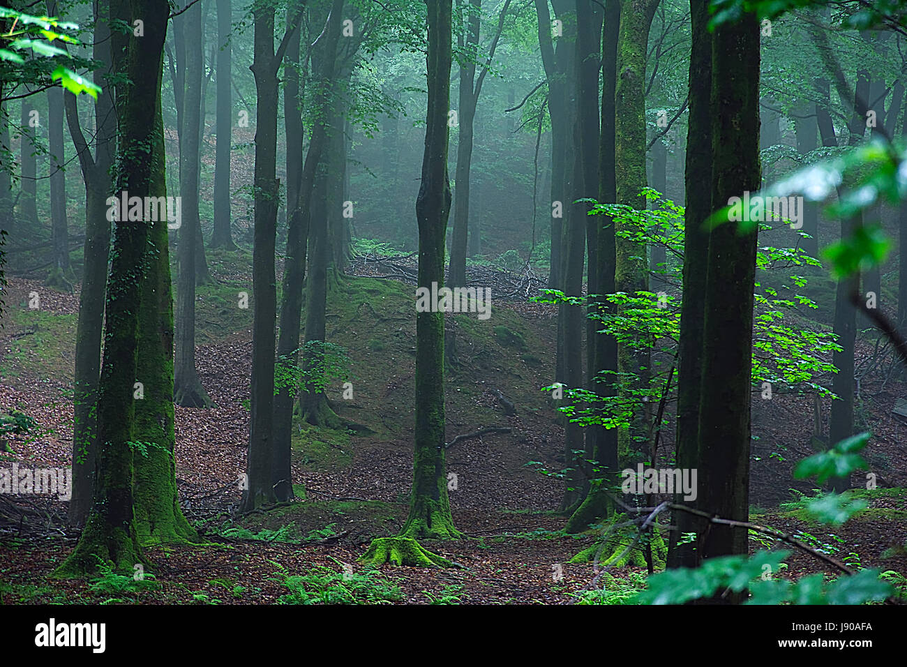 Misty Somerset forest early morning Stock Photo - Alamy