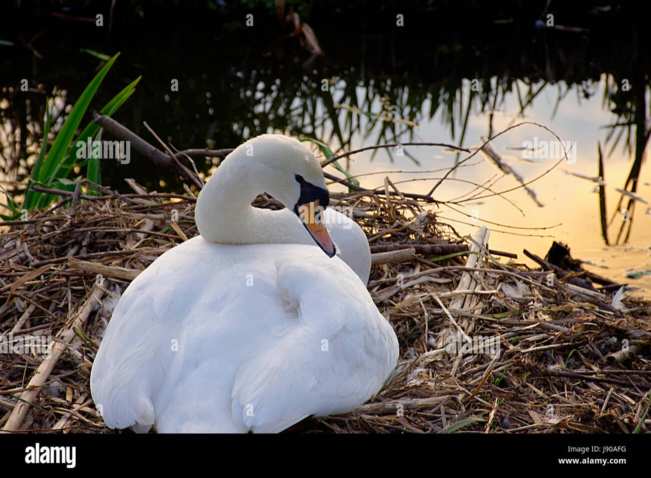 Mother swan on her nest Stock Photo - Alamy