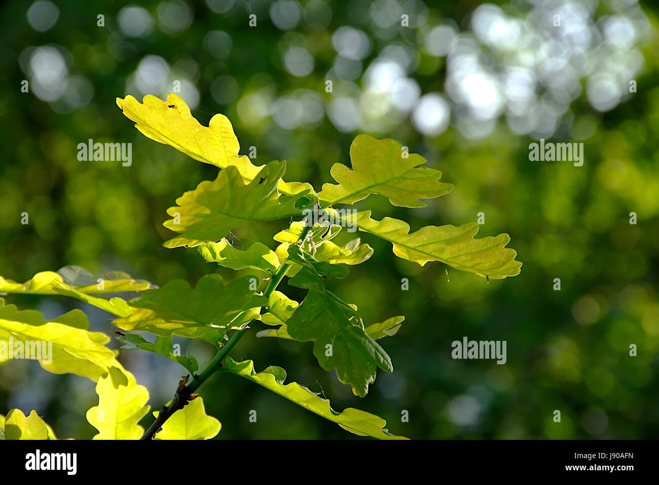 Most beautiful leaves in the world hi-res stock photography and images ...