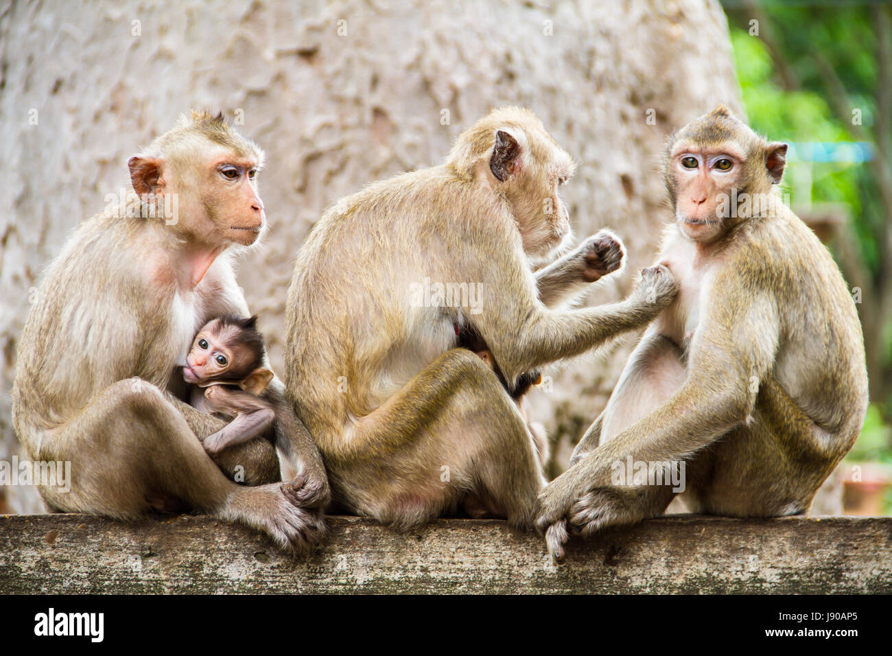 Family of Monkey Stock Photo - Alamy