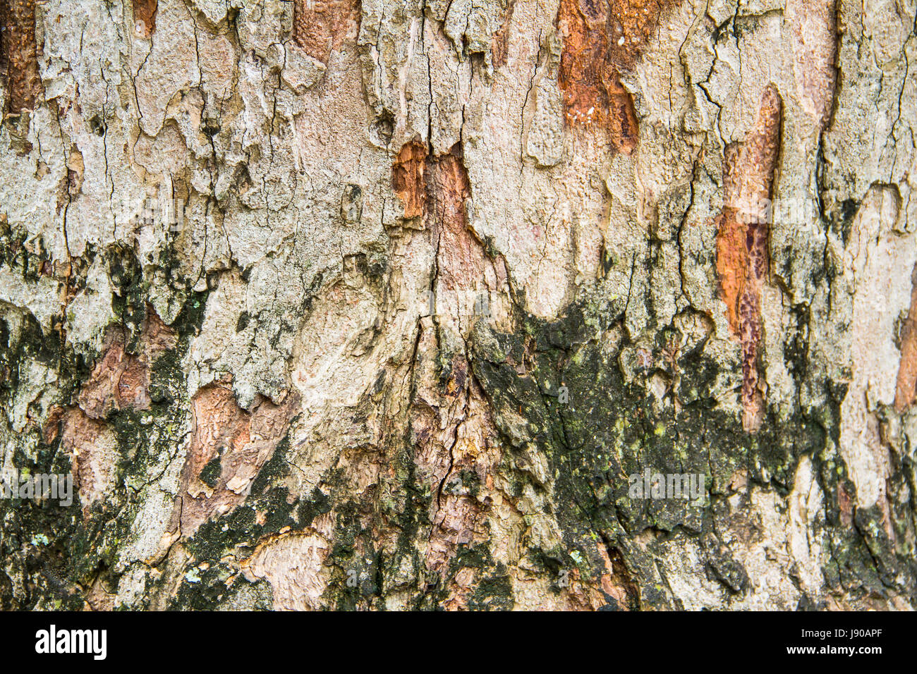 Bark tree texture Stock Photo - Alamy