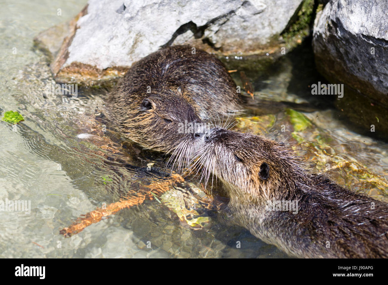 Nutria Swimming in Water Stock Photo - Alamy