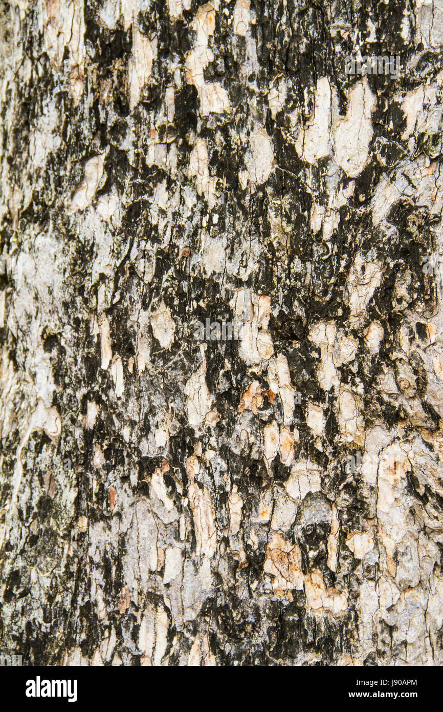 Rubber tree bark texture hi-res stock photography and images - Alamy