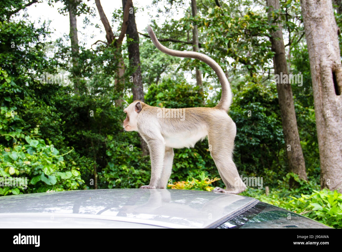 Monkey on the car Stock Photo - Alamy