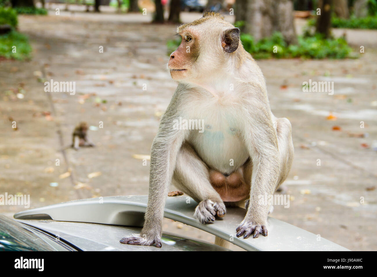 Monkey on the car Stock Photo - Alamy