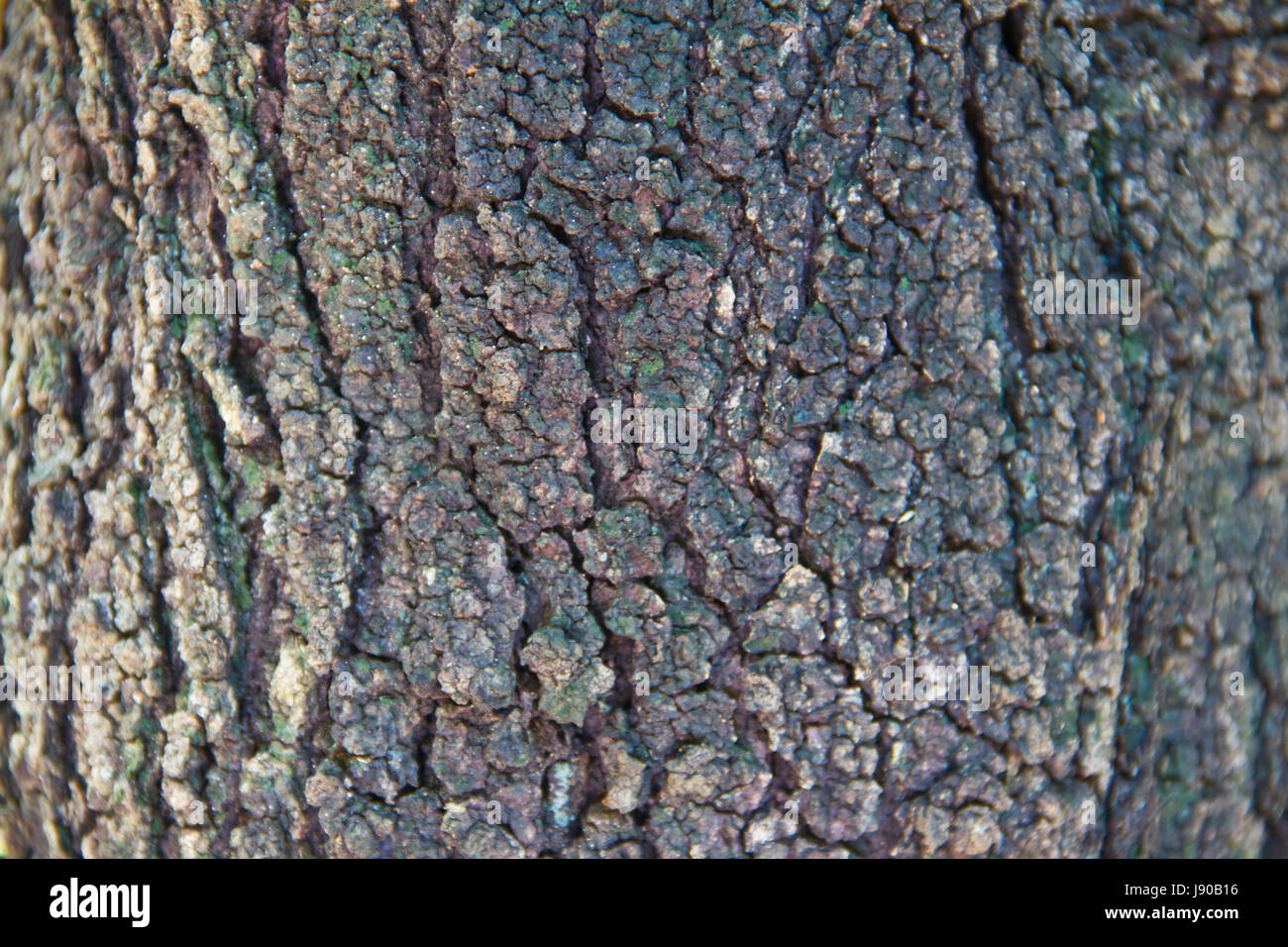 Tree bark in rain hi-res stock photography and images - Alamy