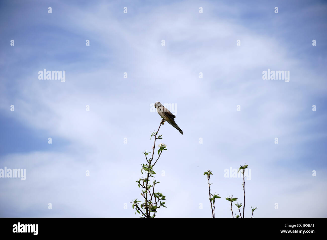 Resting falcon hi-res stock photography and images - Alamy