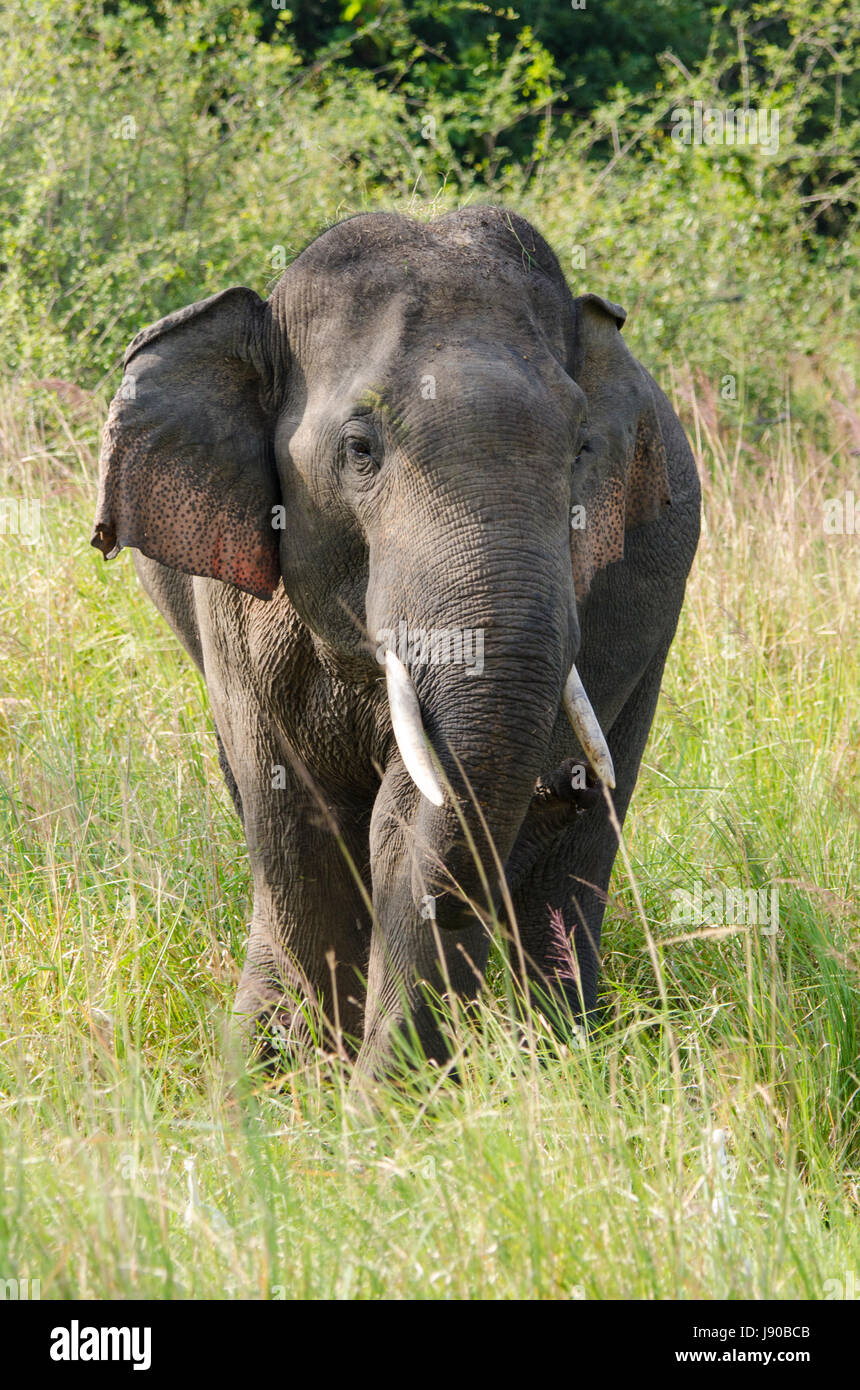 Big male Sri Lankan elephant (Elephas maximus maximus) roaming in the ...