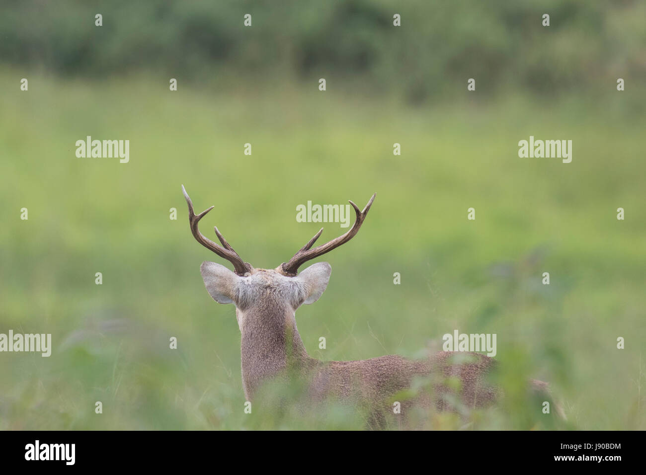 Hog deer (Axis porcinus) looking into the green forest in North East of ...