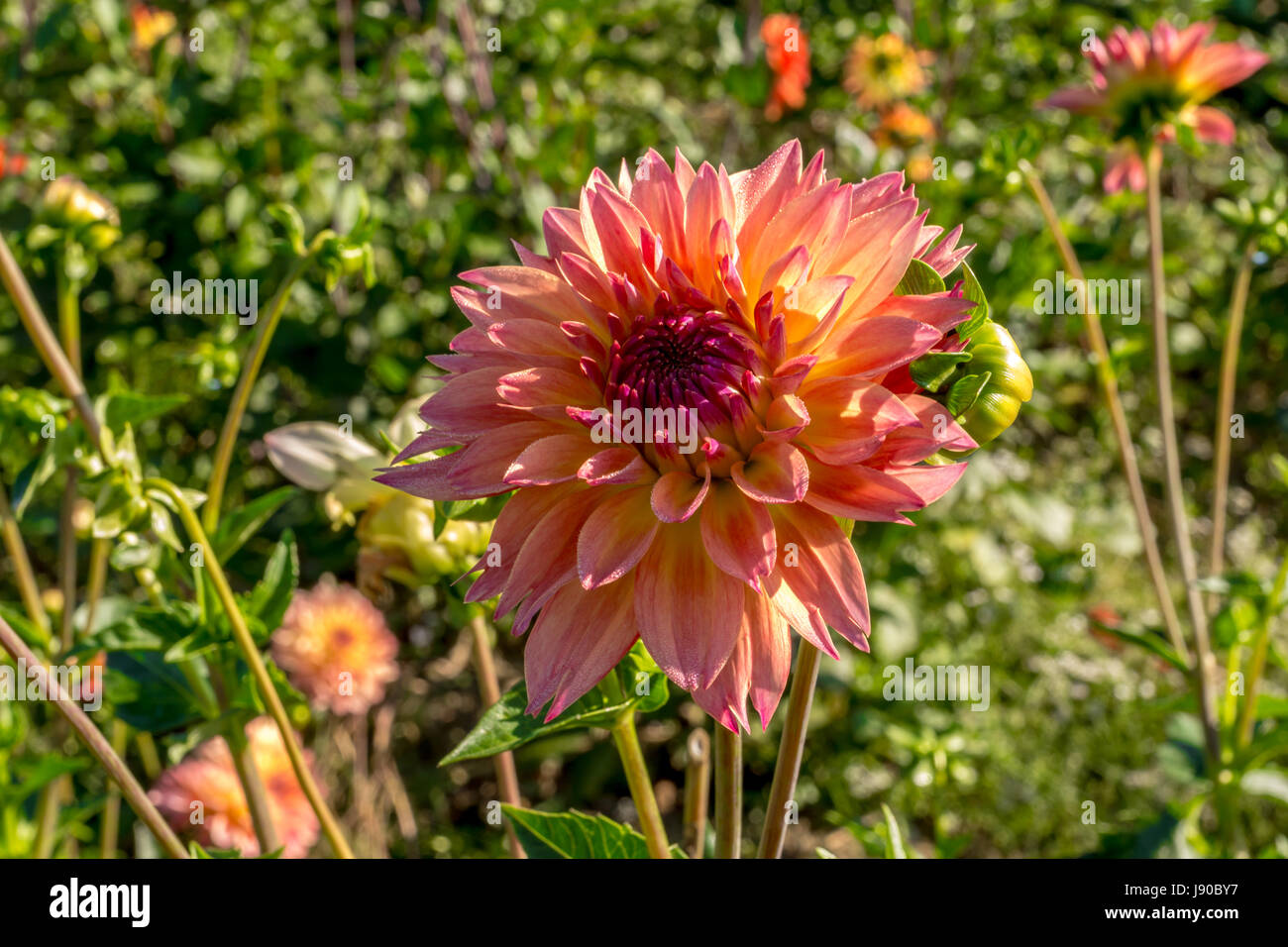 Dahlia grey hi-res stock photography and images - Alamy