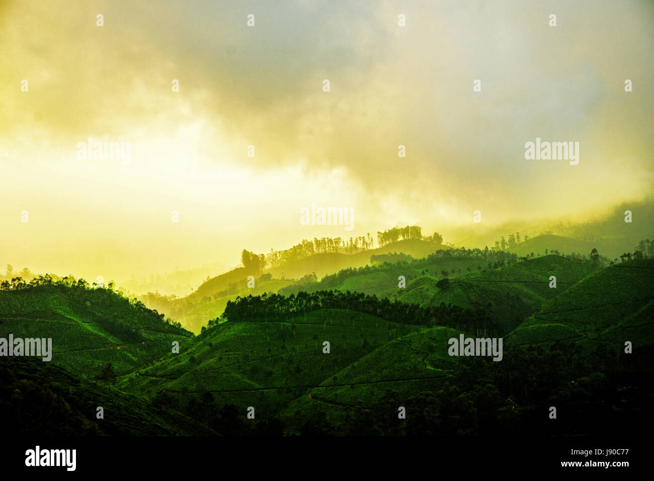 Munnar, Sunset at Tea Garden Munnar, beauty of munnar, tea garden ...
