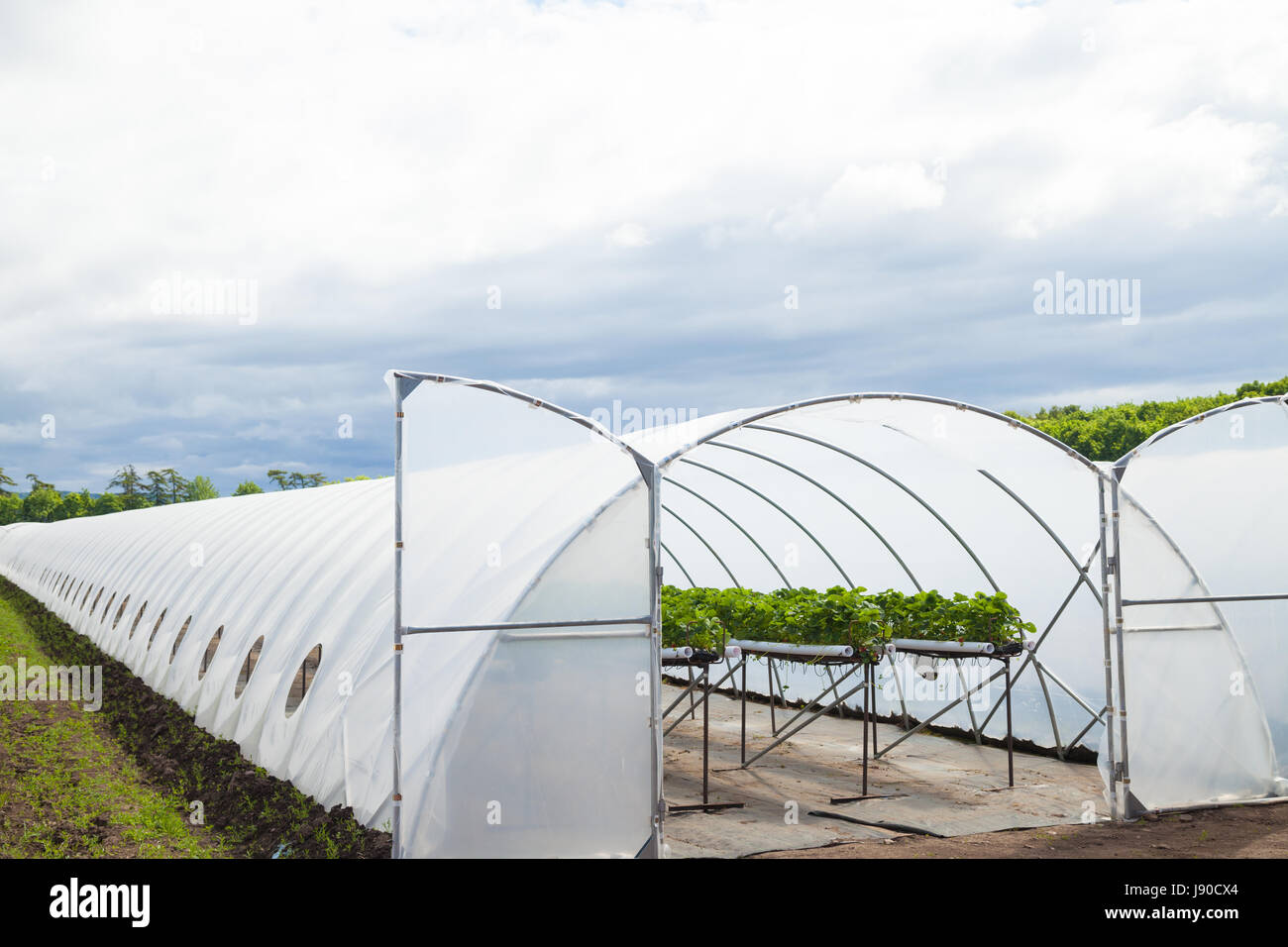 Rows of strawberries growing inside a polytunnel in Fife, Scotland ...