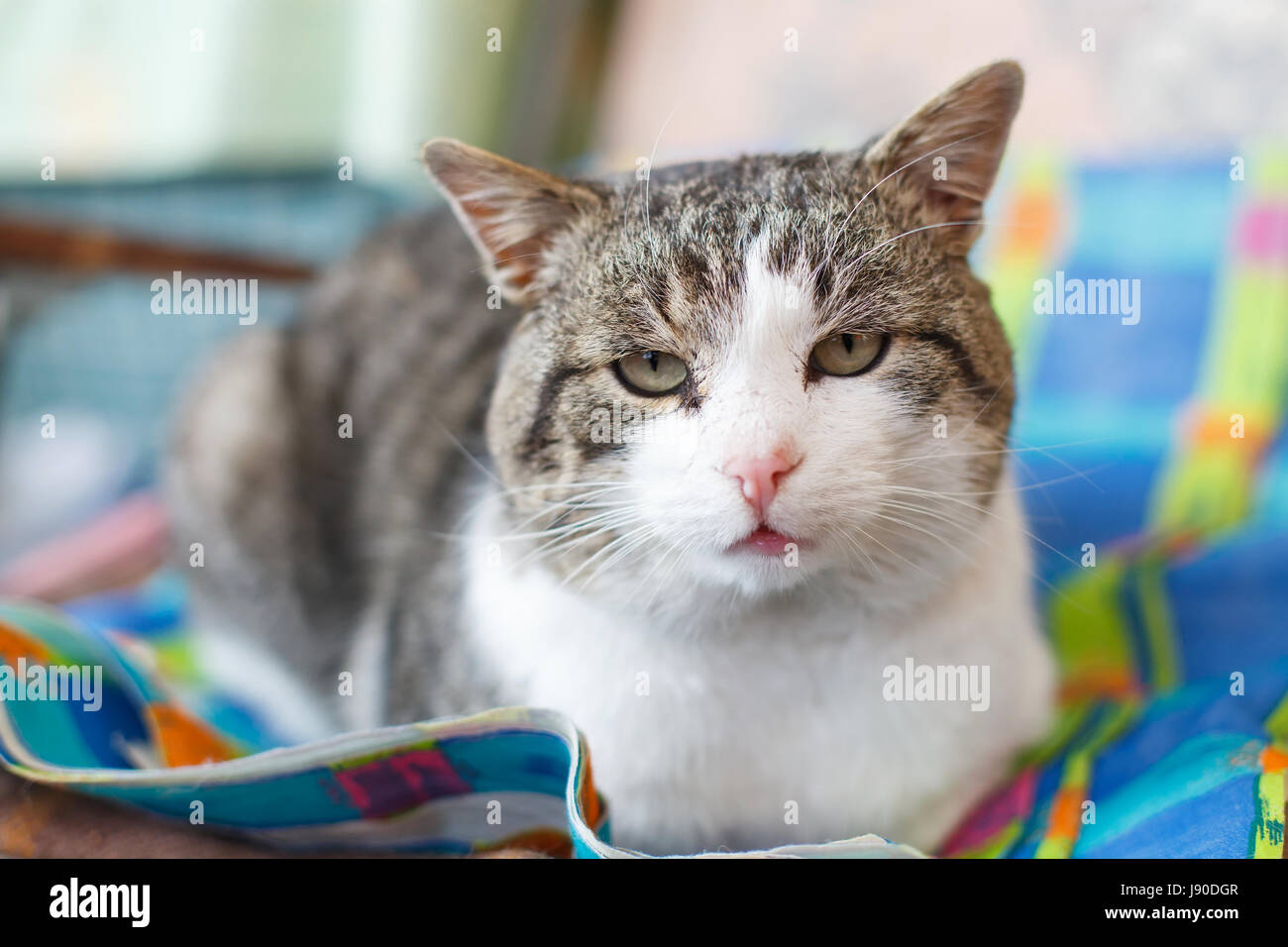 Picture of a cute domestic cat resting on a colorful cover Stock Photo ...