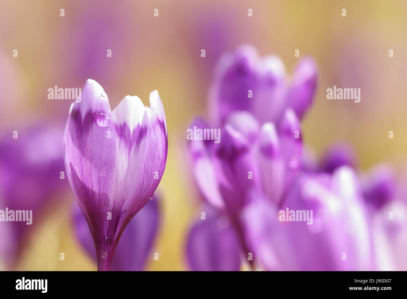 close up of pink spring crocuses ( Crocus sativus, wild flowers growing ...