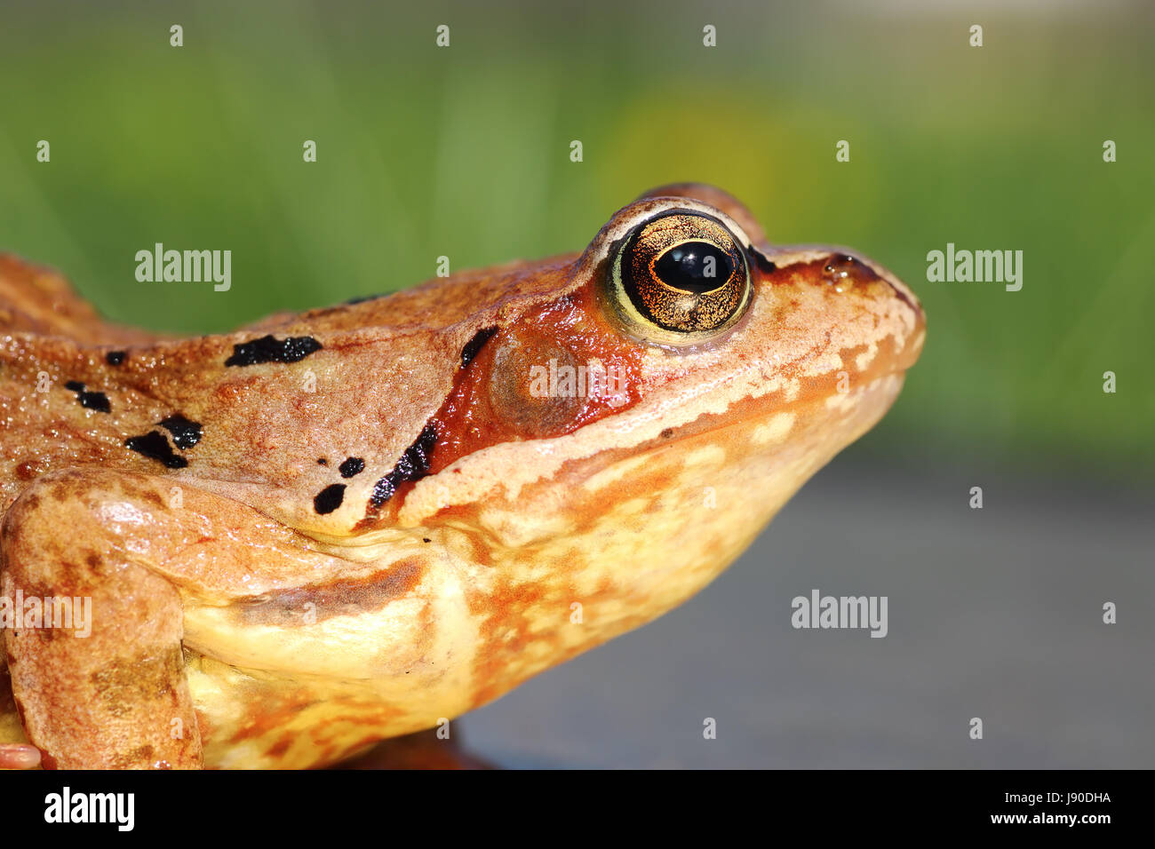 Semi profile view hi-res stock photography and images - Alamy