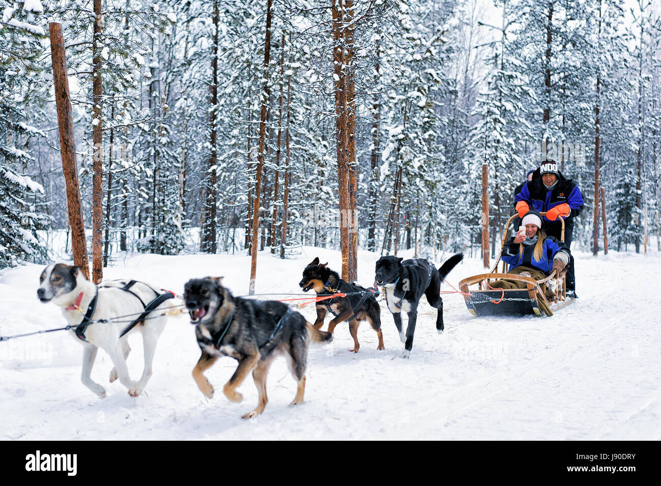 Woman riding husky dogs hi-res stock photography and images - Alamy