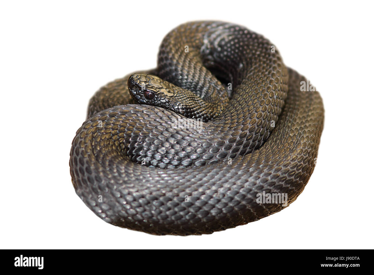 Vipera nikolskii Cut Out Stock Images & Pictures - Alamy
