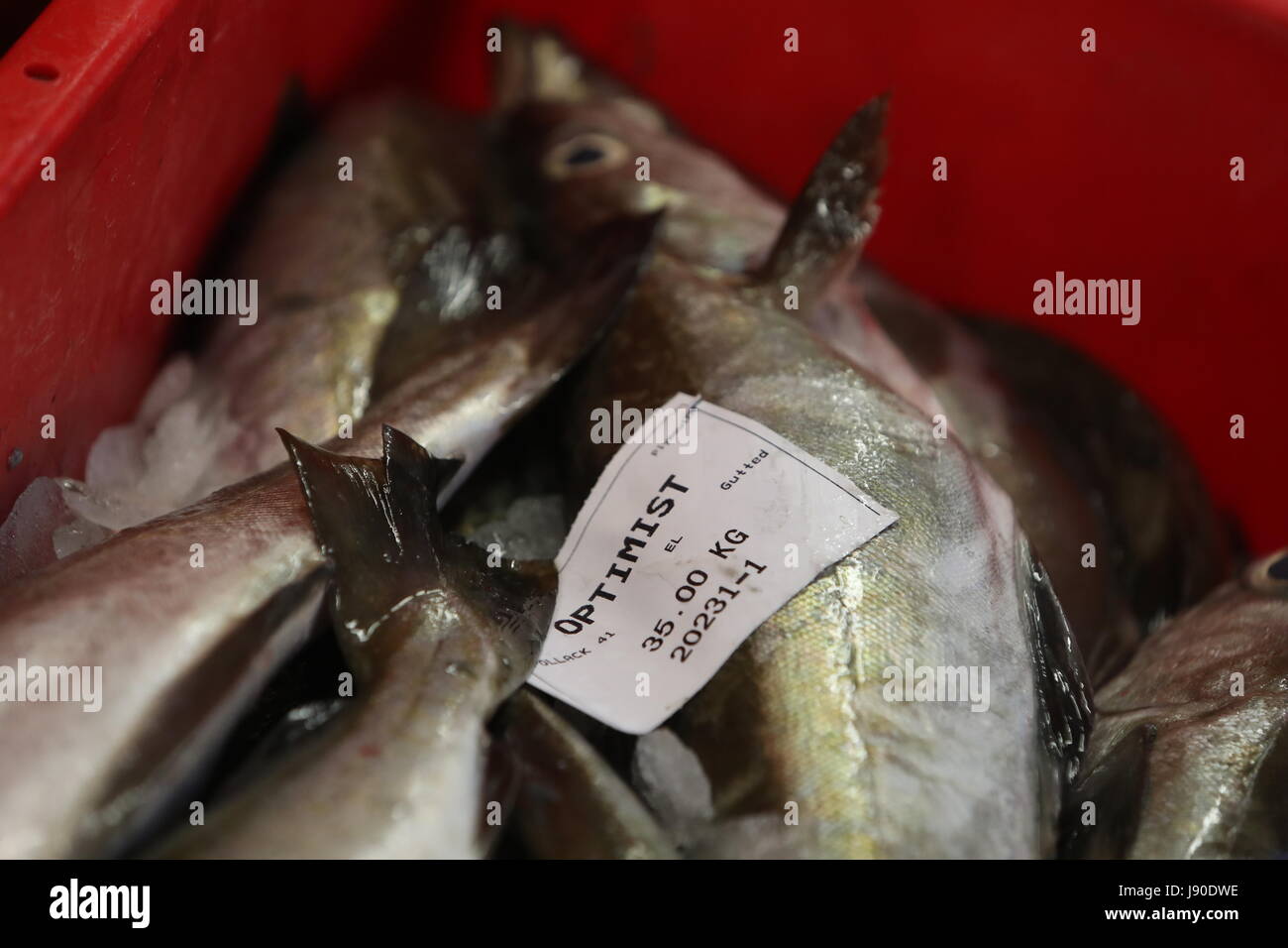 A box of freshly-caught pollock at Plymouth fish market Stock Photo - Alamy