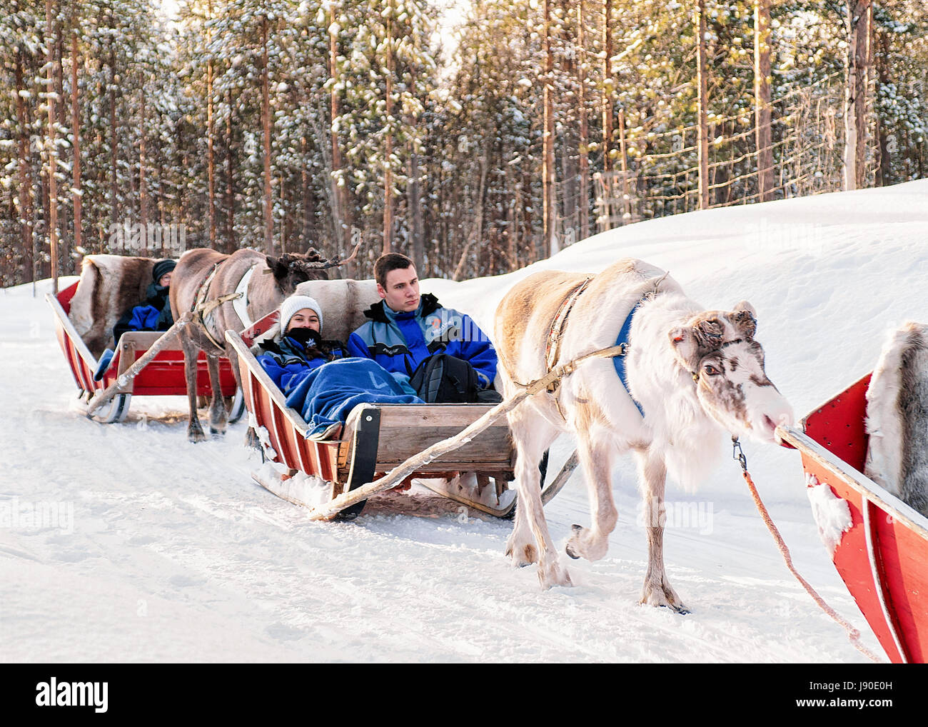 Rovaniemi, Finland - March 5, 2017: People in Reindeer sled caravan ...