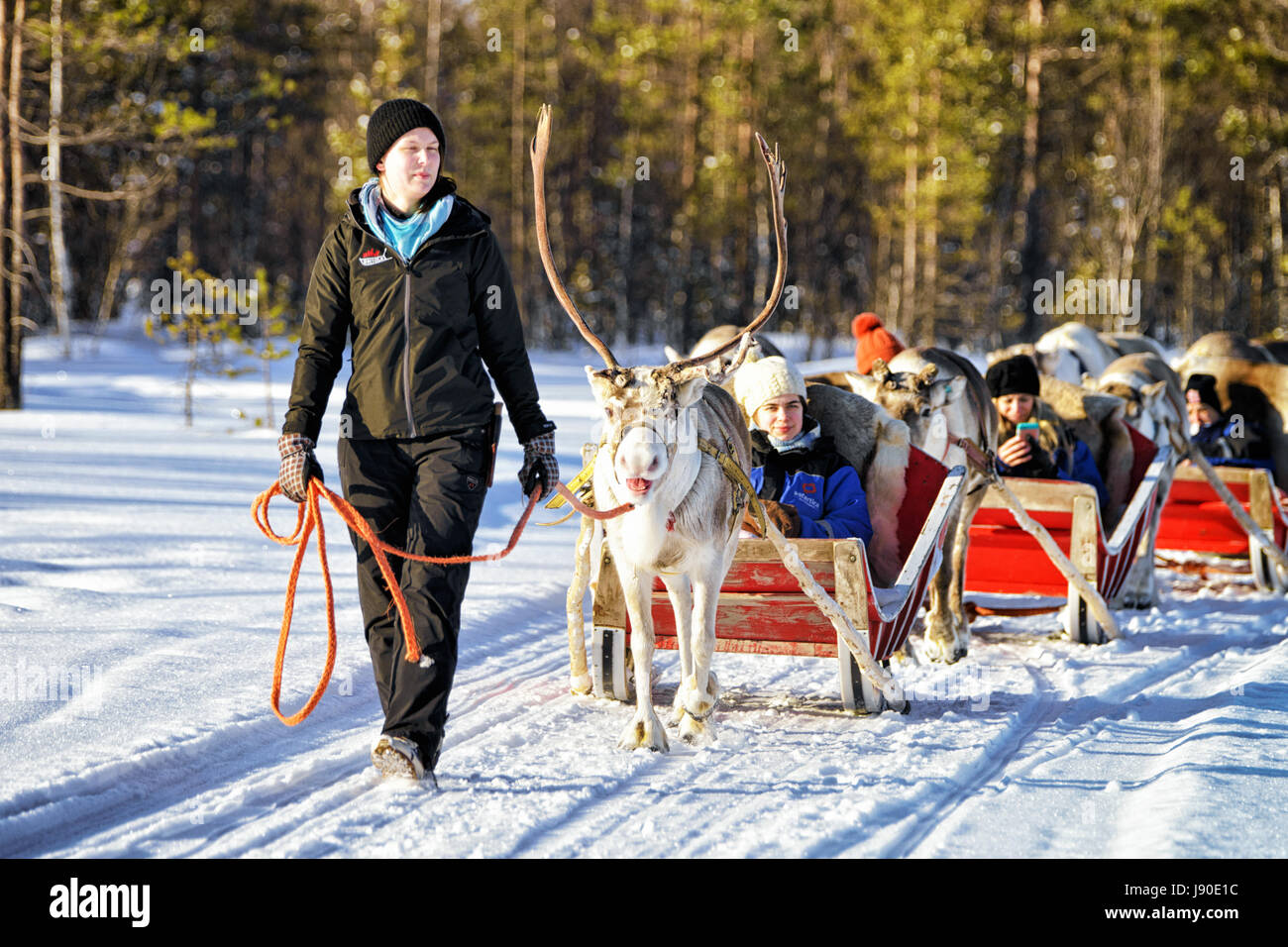 Finnish forest reindeer hi-res stock photography and images - Alamy
