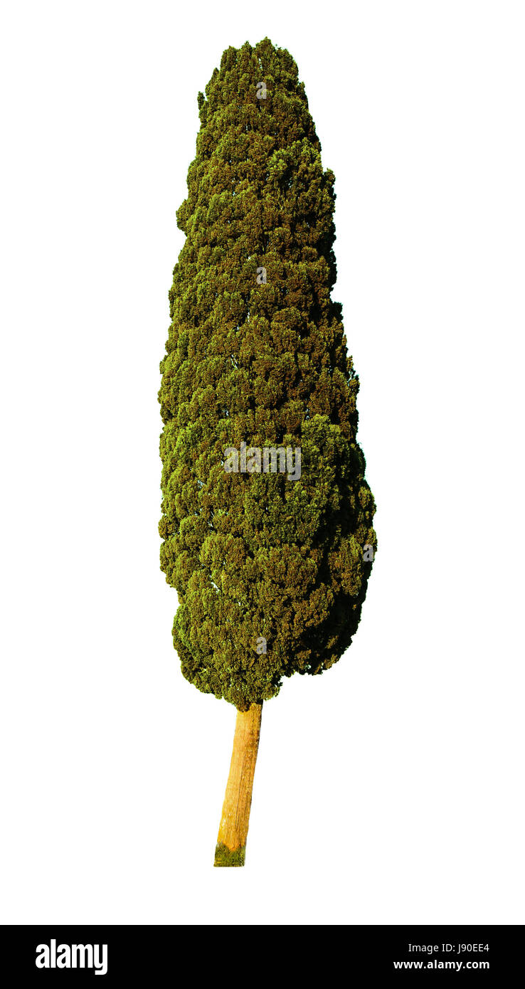 Italian cypress tree hi-res stock photography and images - Alamy