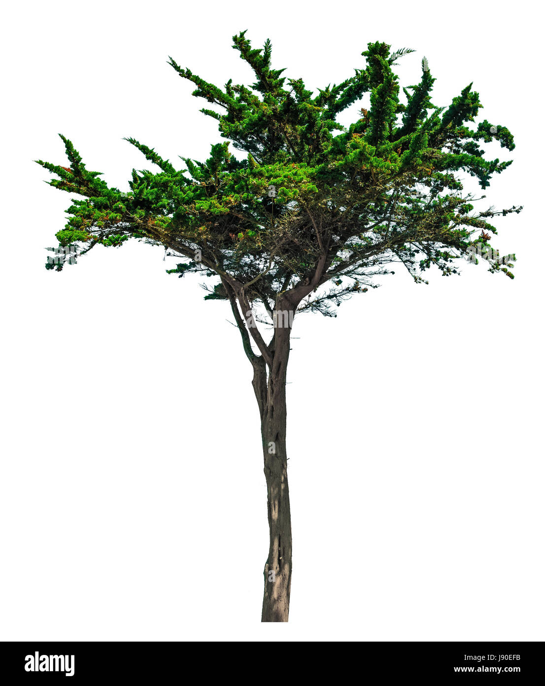 Pine tree hi-res stock photography and images - Alamy