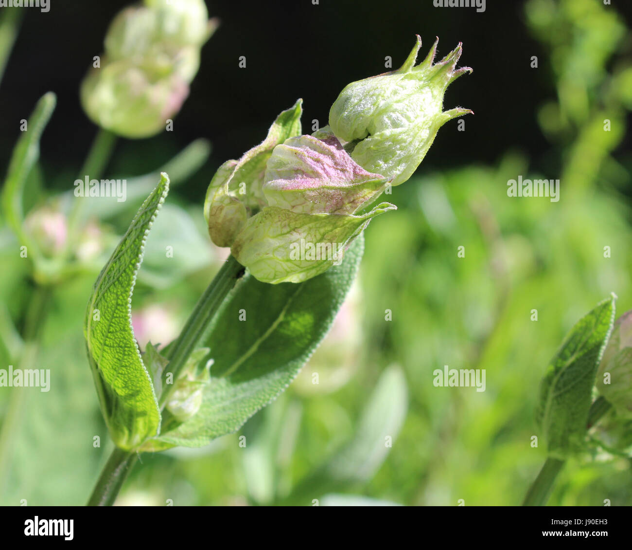 The unopened flower buds of the herb Salvia officinalis, also known as ...