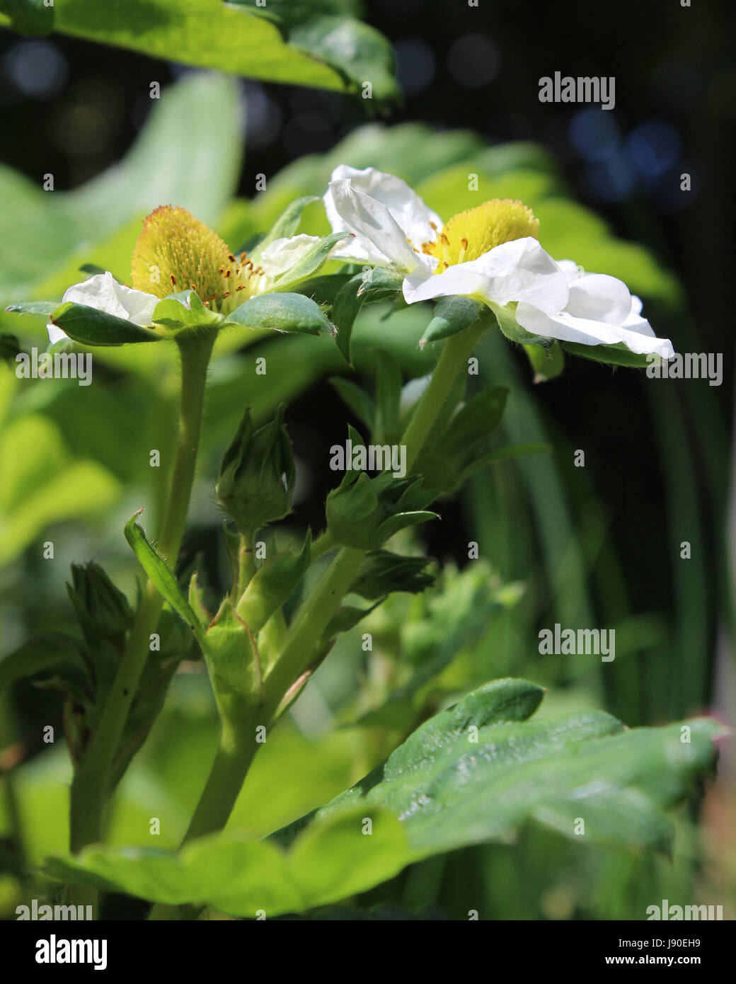 Developing Fruit: Two white Strawberry flowers and immature strawberry ...
