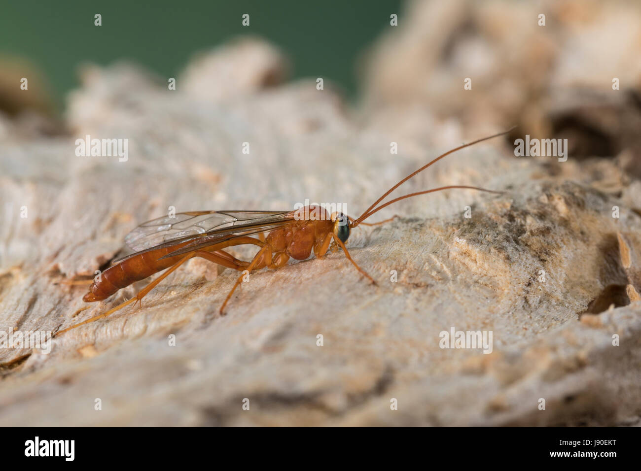 Schlupfwespe, Männchen, Netelia spec., Ichneumon wasp, male Stock Photo ...
