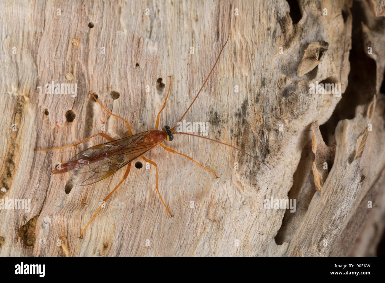 Schlupfwespe, Männchen, Netelia spec., Ichneumon wasp, male Stock Photo ...