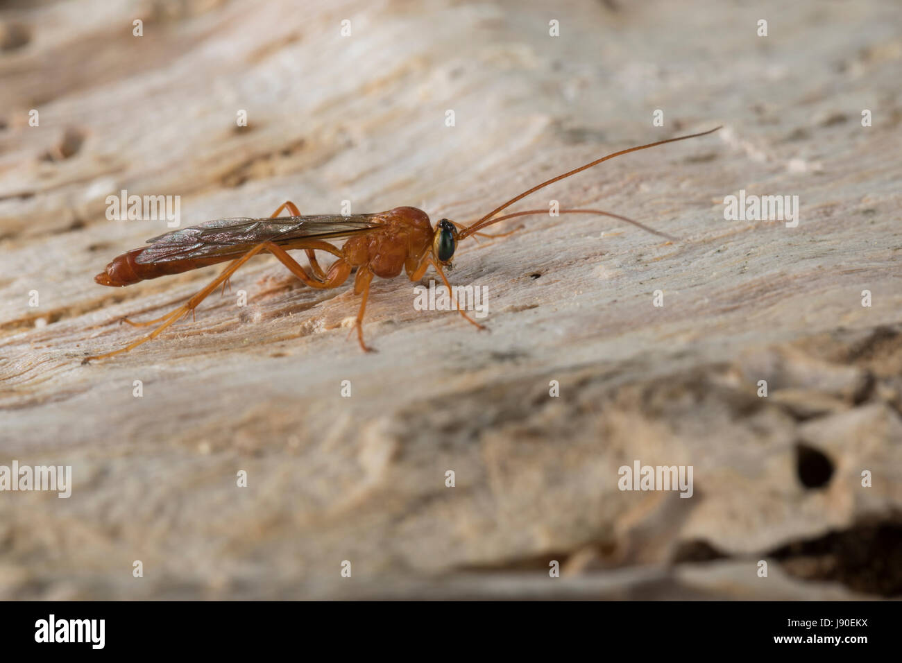 Schlupfwespe, Männchen, Netelia spec., Ichneumon wasp, male Stock Photo ...