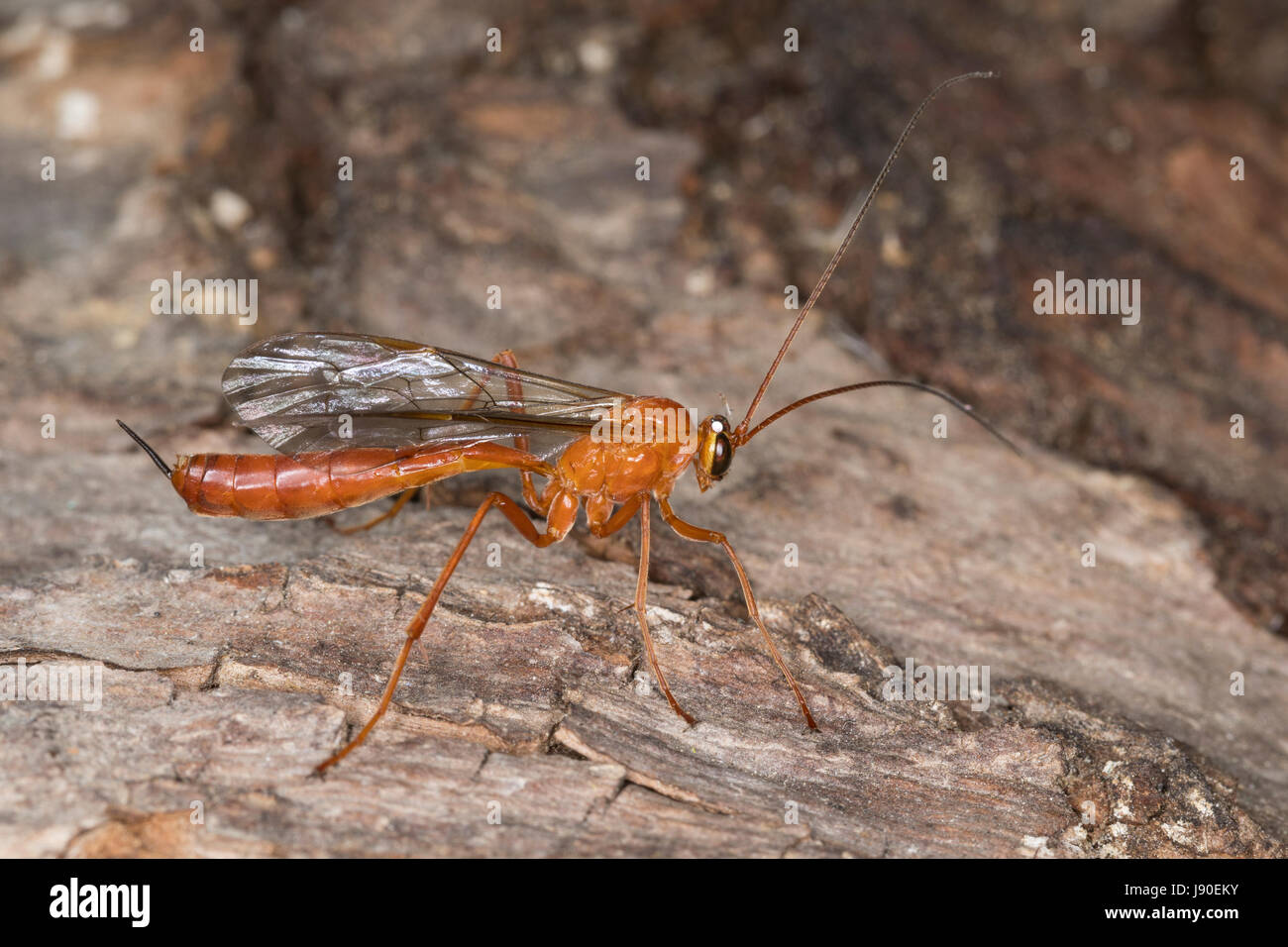 Schlupfwespe, Weibchen, Netelia spec., Ichneumon wasp, female Stock ...