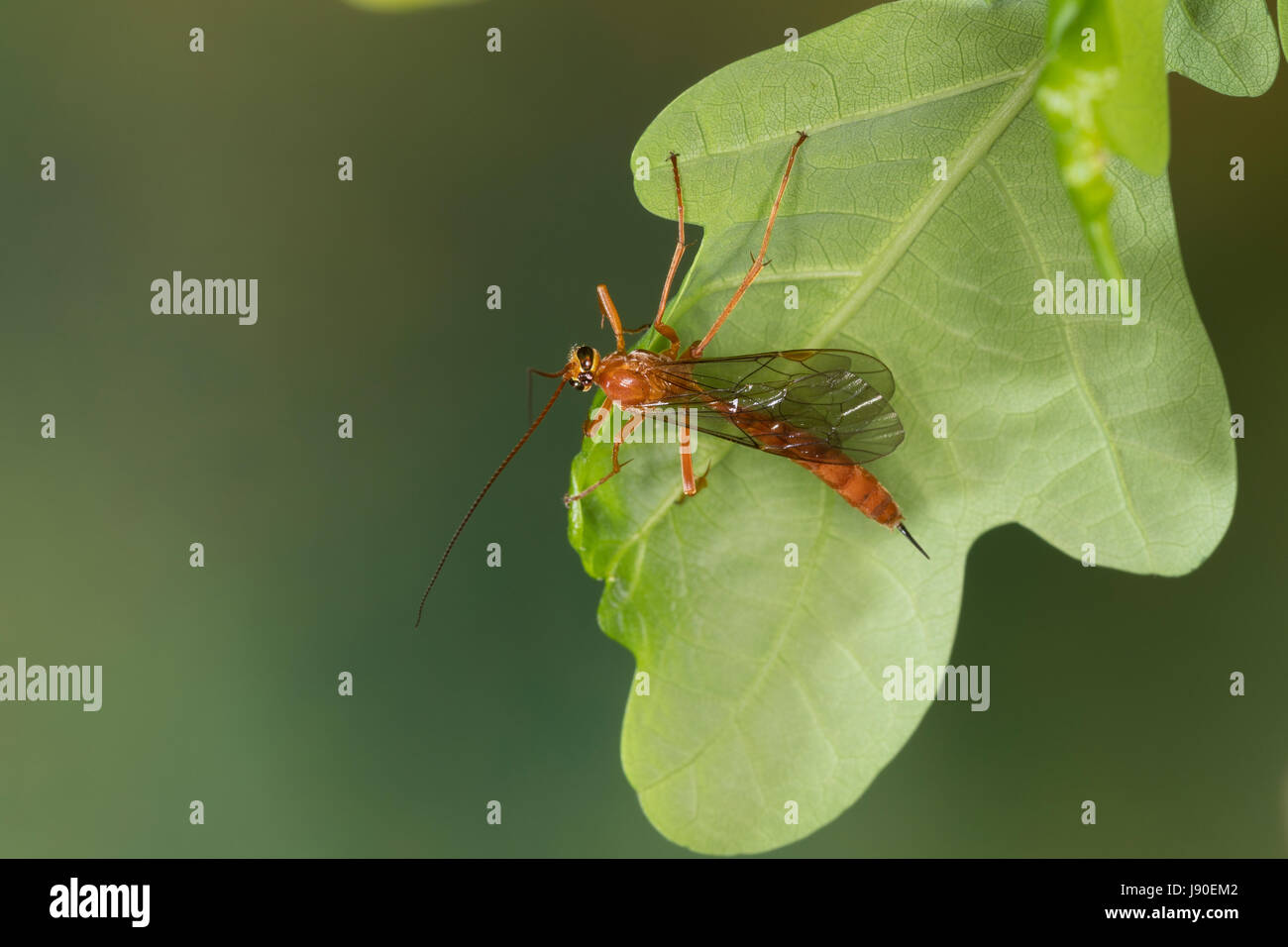 Schlupfwespe, Weibchen, Netelia spec., Ichneumon wasp, female Stock ...