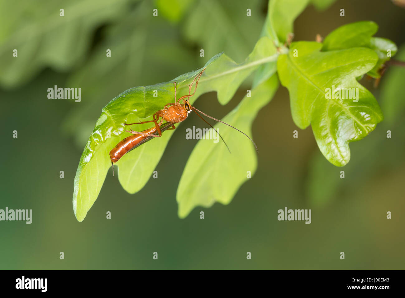 Schlupfwespe, Weibchen, Netelia spec., Ichneumon wasp, female Stock ...