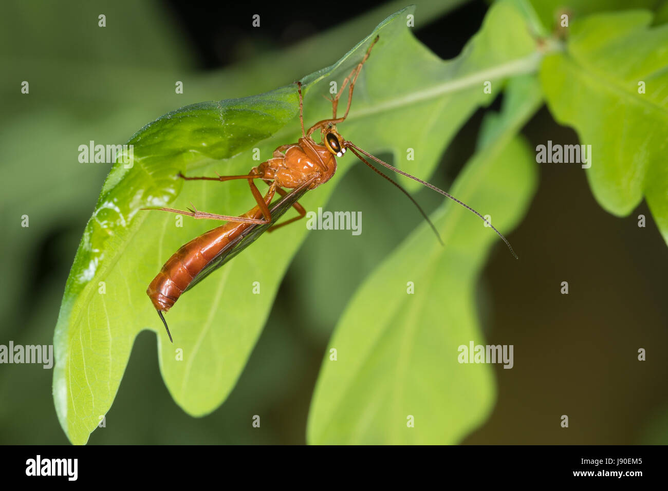 Schlupfwespe, Weibchen, Netelia spec., Ichneumon wasp, female Stock ...